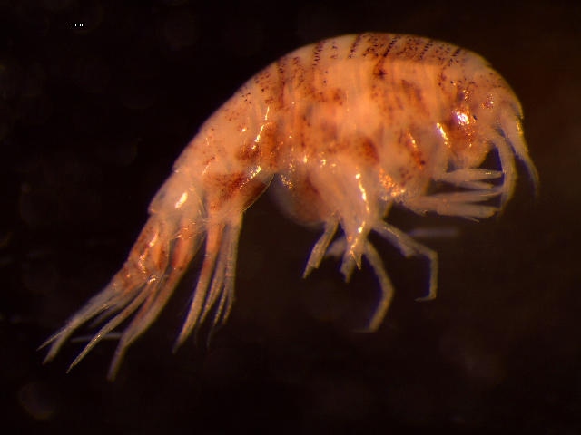 Image of Amphilochus/Apolochus sp.