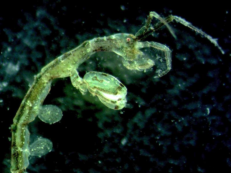 Image of Caprella drepanochir