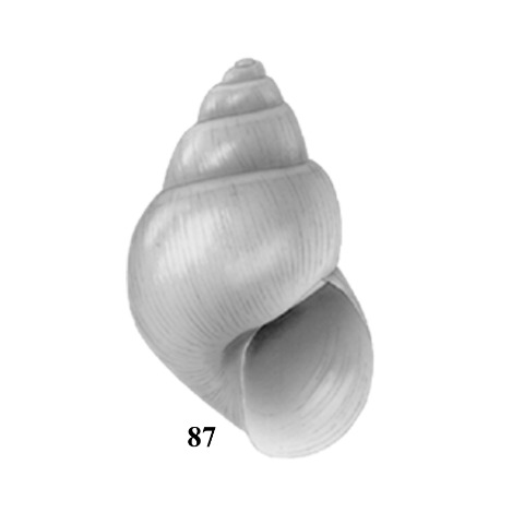 Image of Littoridinops monroensis