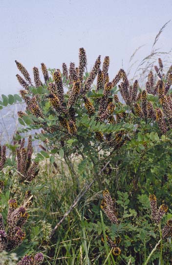 Image of Amorpha fruticosa