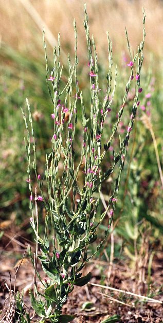 Image of Centaurium spicatum