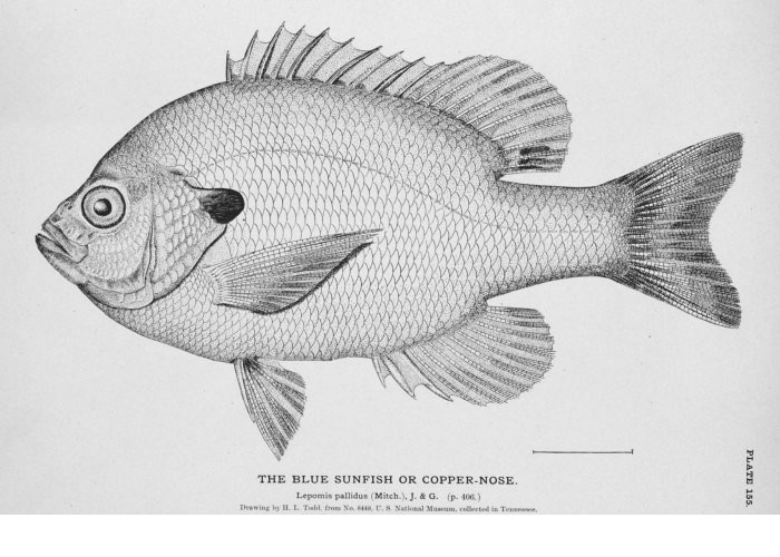 Image of Lepomis macrochirus