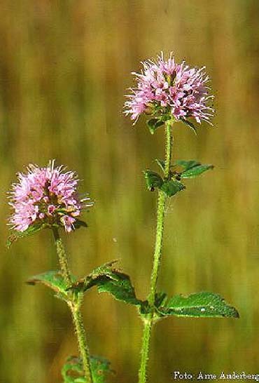 Image of Mentha aquatica