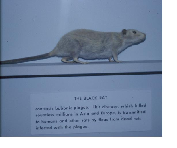 Image of Rattus rattus