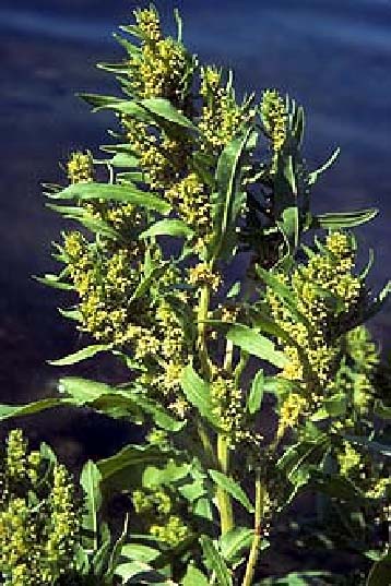 Image of Rumex maritimus